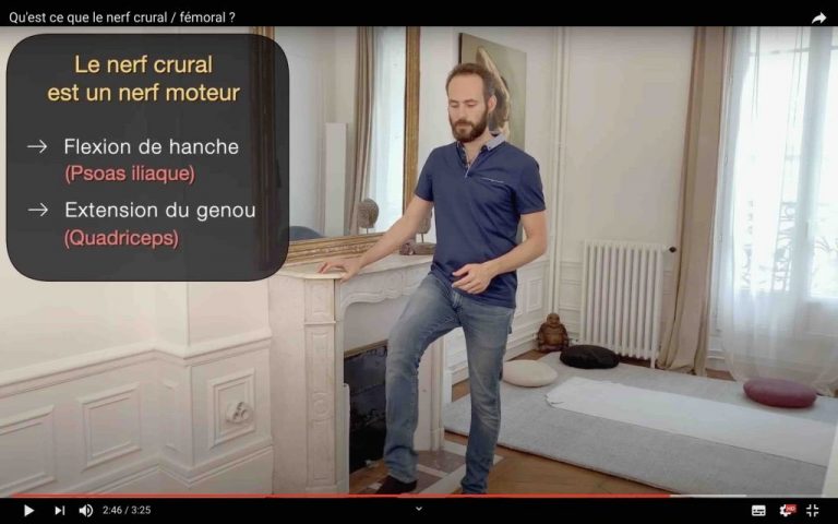 Cruralgie - Qu'est ce que le nerf crural et quel est son trajet ? - Dos ...