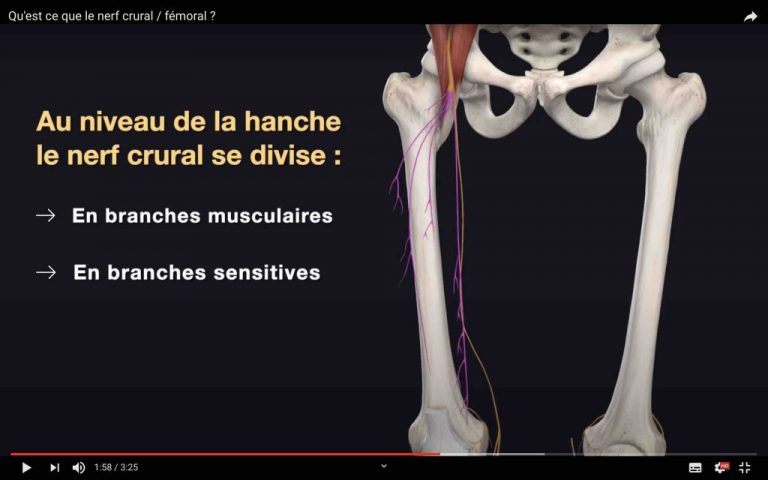 Cruralgie - Qu'est ce que le nerf crural et quel est son trajet ? - Dos ...