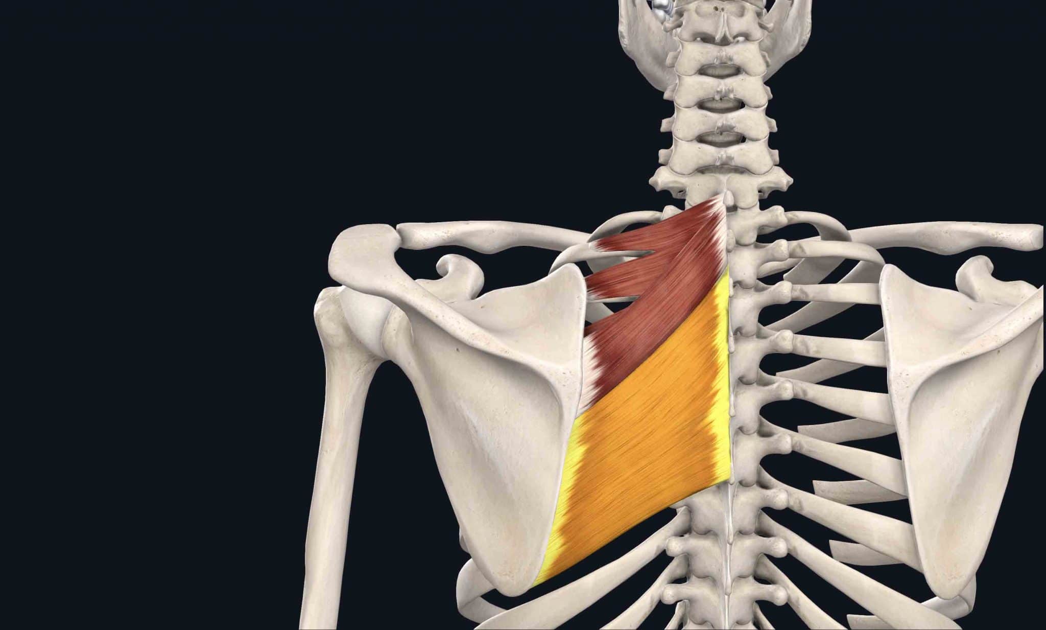 Comment étirer les muscles entres les omoplates ? - Dos et Posture