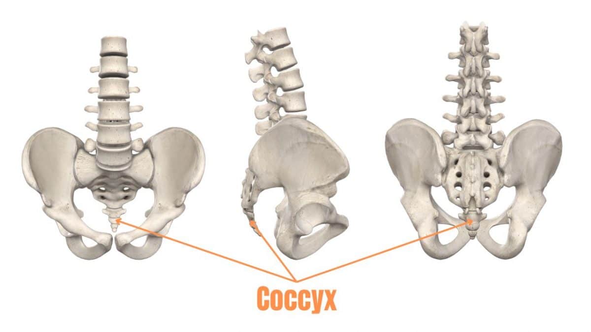 Douleur de Sacrum et de Coccyx : 5 exercices de kiné à faire à la maison
