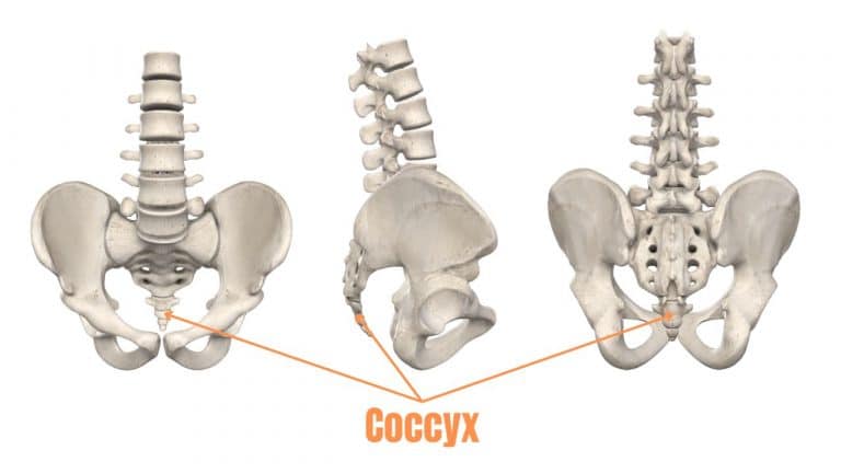 Douleur de Sacrum et de Coccyx : 5 exercices de kiné à faire à la maison